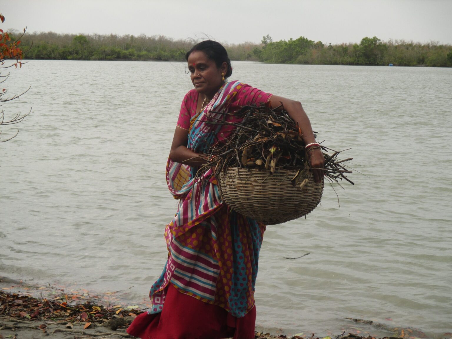 Our work with mangroves—A brief history (Part 1) – Disha